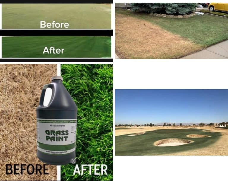 10 Best Turf Paint in 2025 - Growersreview.com